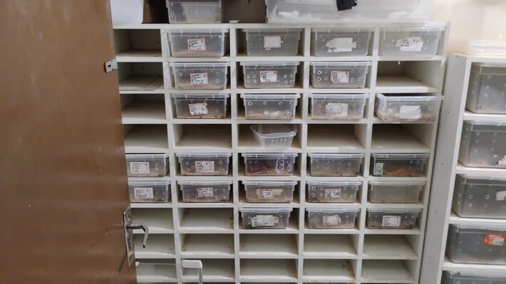 Polícia resgata 41 cobras e mais de 200 ovos da mesma espécie; animais ...