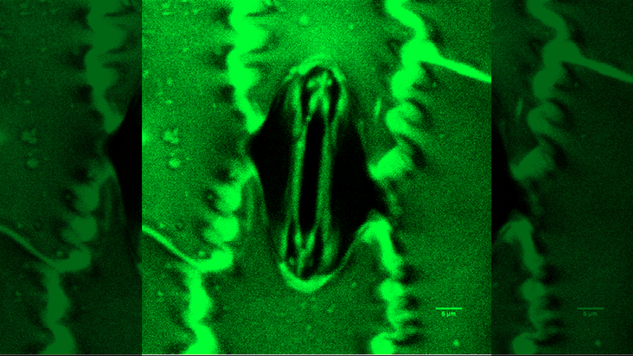 Scientists watch microscopic plant 'mouths' breathing in real time with ...