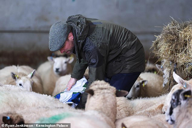 Prince William mucks in: Royal goes rural as he helps out on the farm