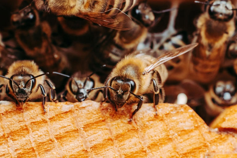 Where do bees and wasps go in winter? They’re supposed to die off