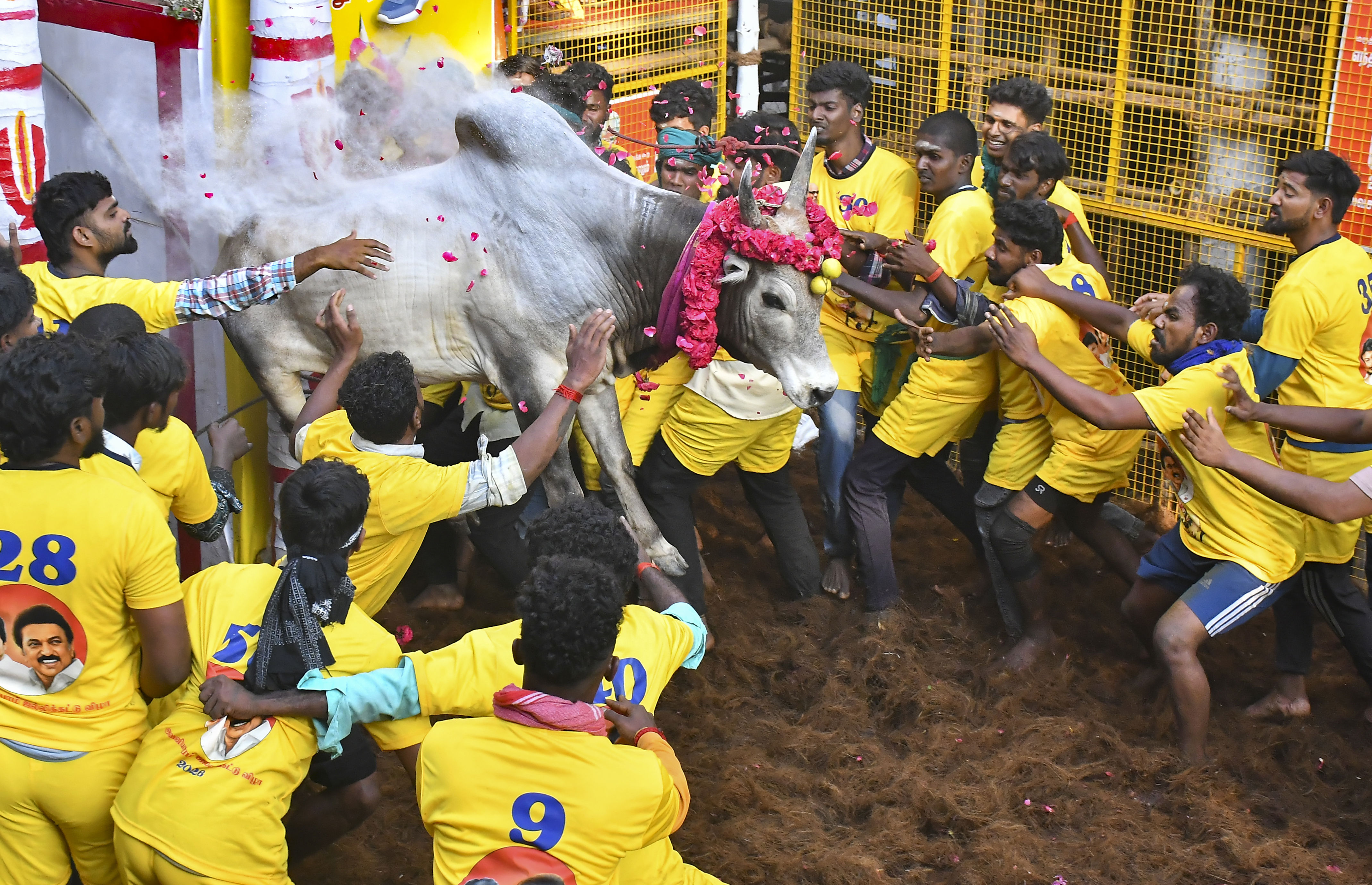 Bulls roar in TN’s Avaniyapuram Jallikattu, best man, bull win prizes