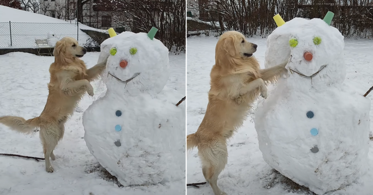 Golden retriever wants his balls back so he does this in the snow
