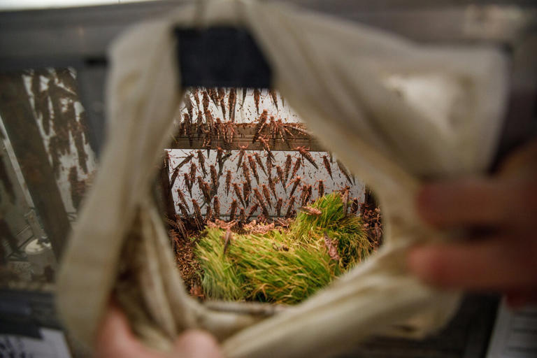 Soil-based method can stop locust swarms from destroying crops