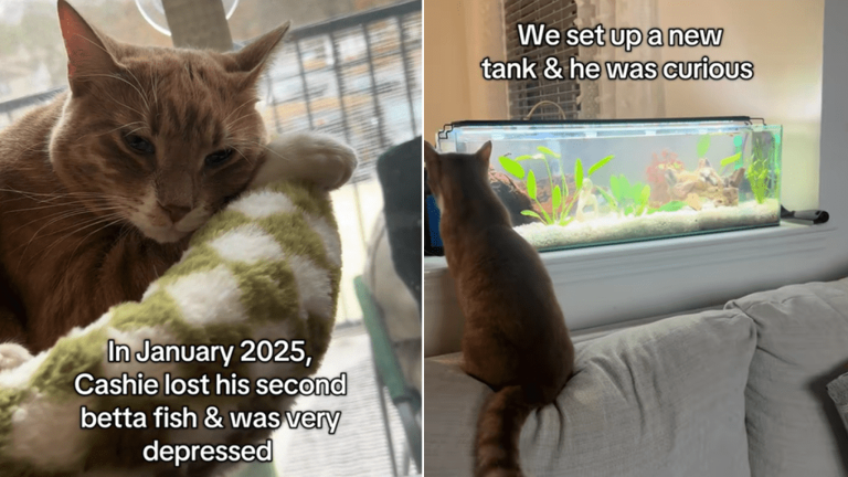 'Depressed' cat loses second fish & owners get him a fish tank