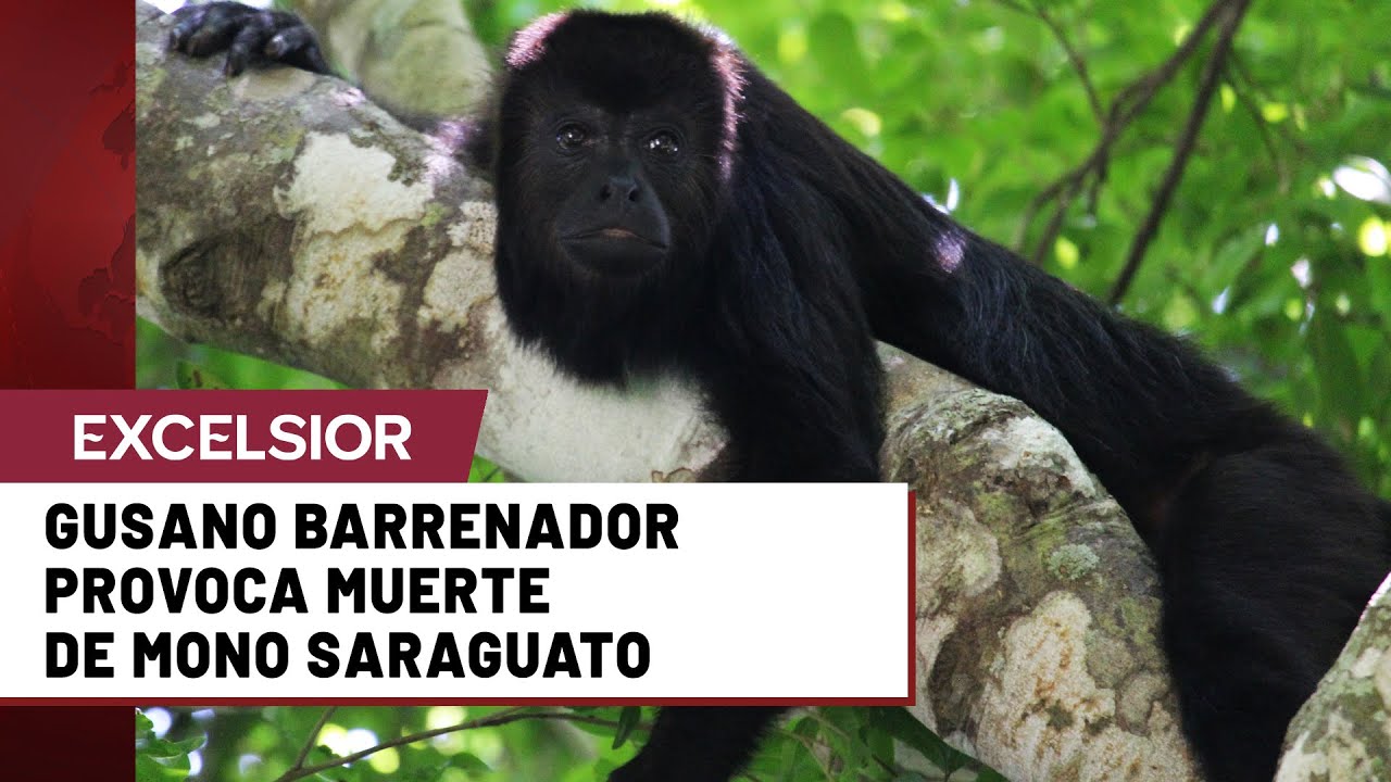 Muere en Chiapas mono saraguato infestado de larvas de gusano barrenador