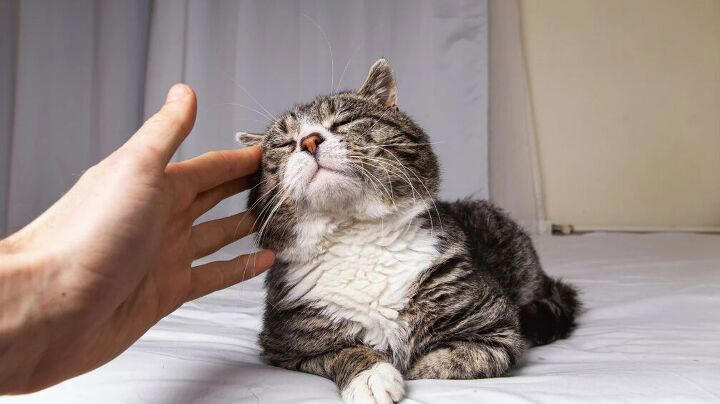 How to keep your senior cat happy and healthy