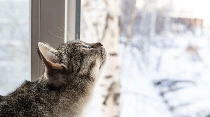 How to keep your senior cat happy and healthy