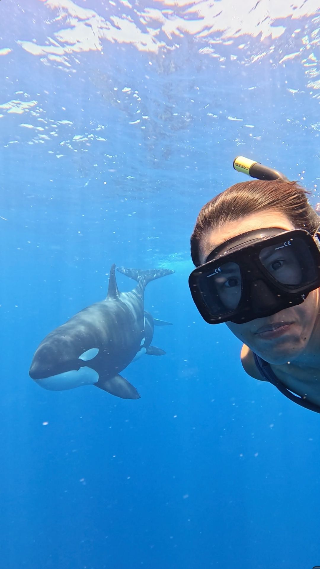 Eye to eye with orcas