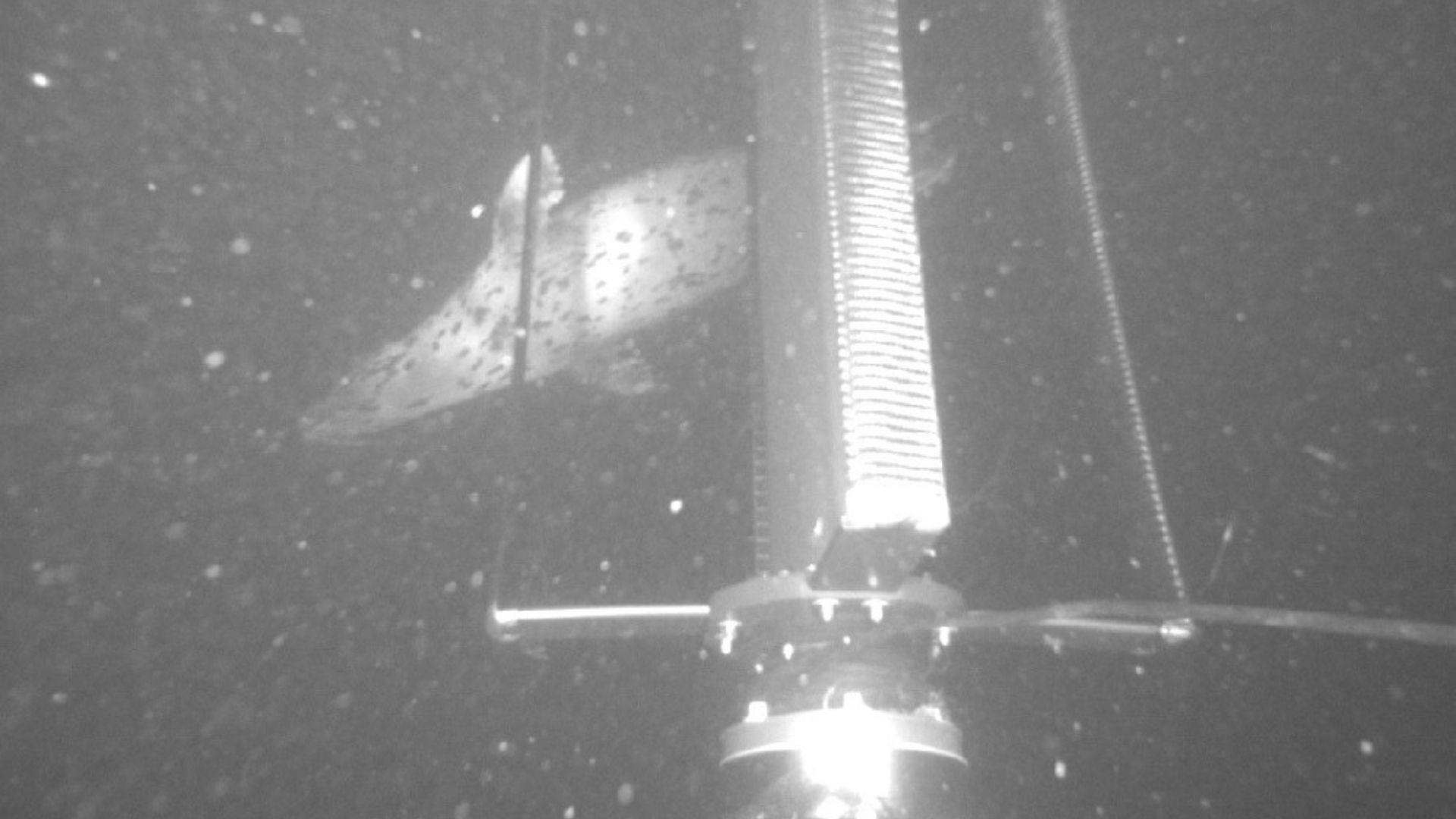 Photos: 1,044 marine animal observations analyzed for tidal turbine ...