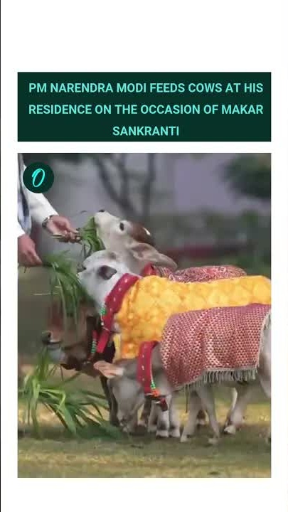 PM Narendra Modi feeds cows at his residence on the occasion of Makar ...
