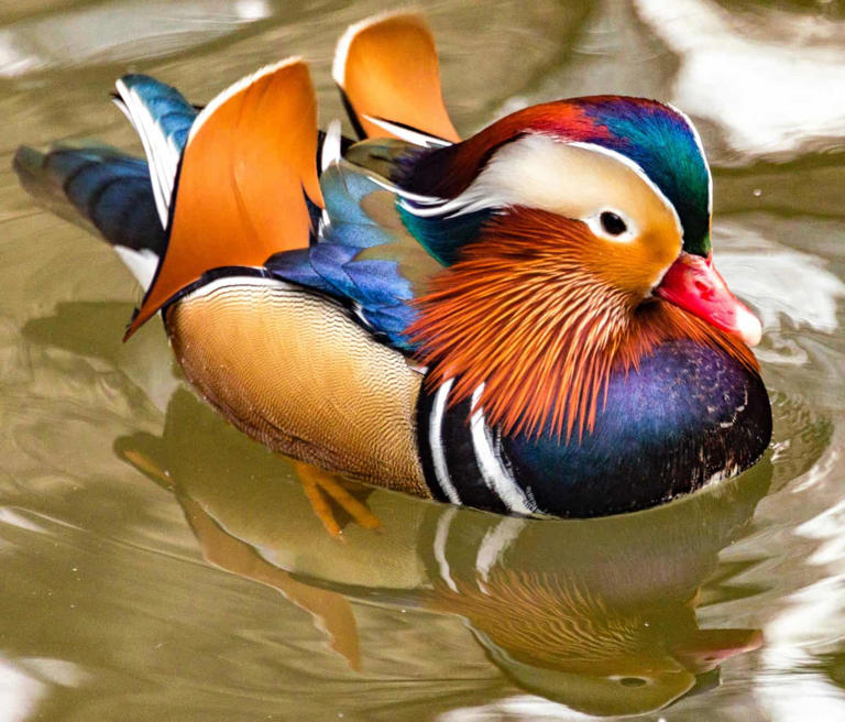 This mandarin duck looks like it was painted by hand