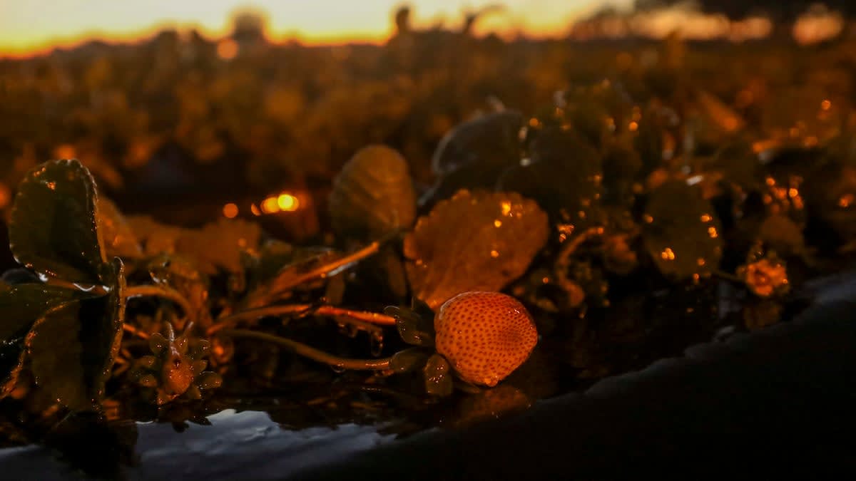 How cold will Tampa Bay get? And is snow in Florida’s forecast?