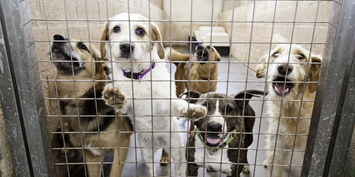 Serbia and Russia conduct acoustic weapon tests on dogs