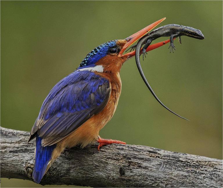 Bognor camera club compete in international photography contest