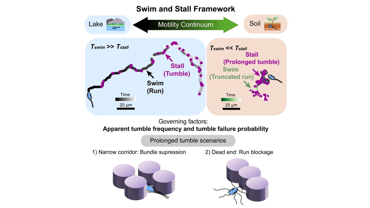 Same moves, different terrain: How bacteria navigate complex ...