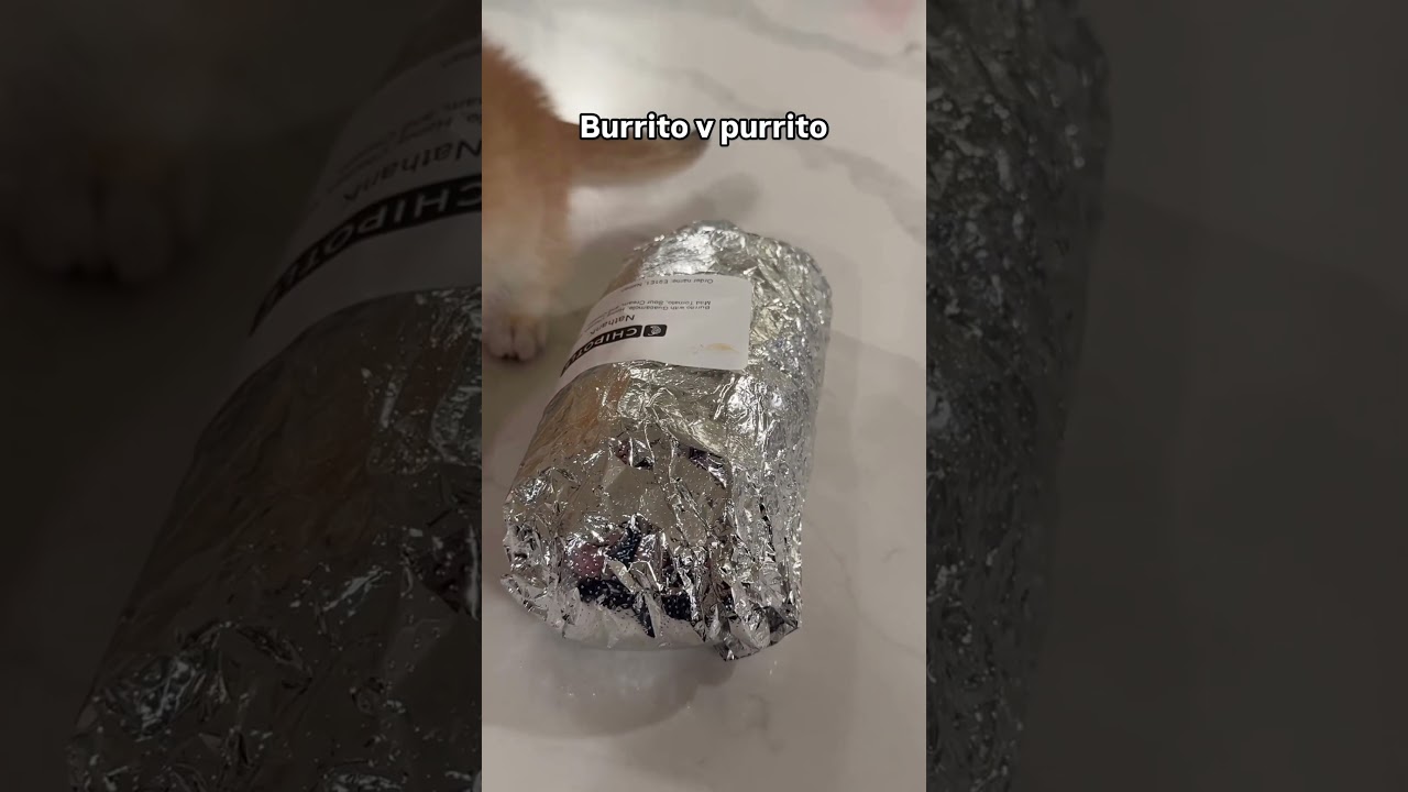See what happens when cat and burrito get mixed up