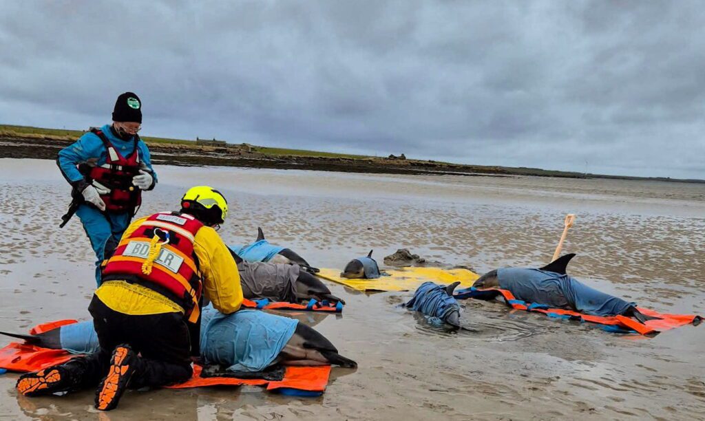 Marine experts rush to save six dolphins stranded alive on beach