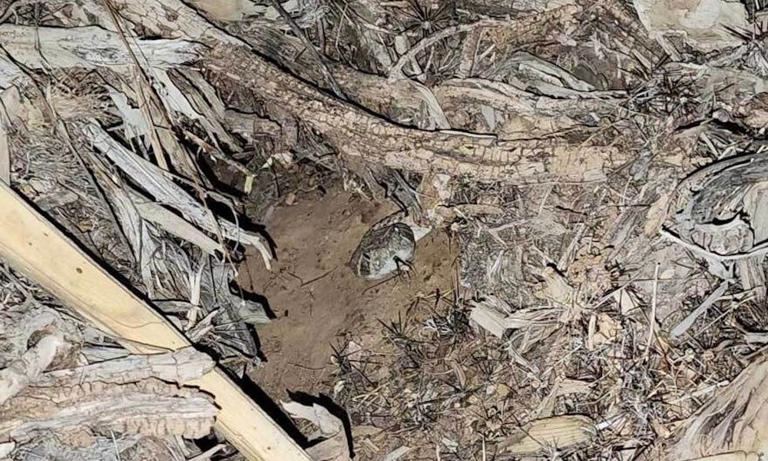 Can you spot the rattlesnake relocated from Arizona garage?
