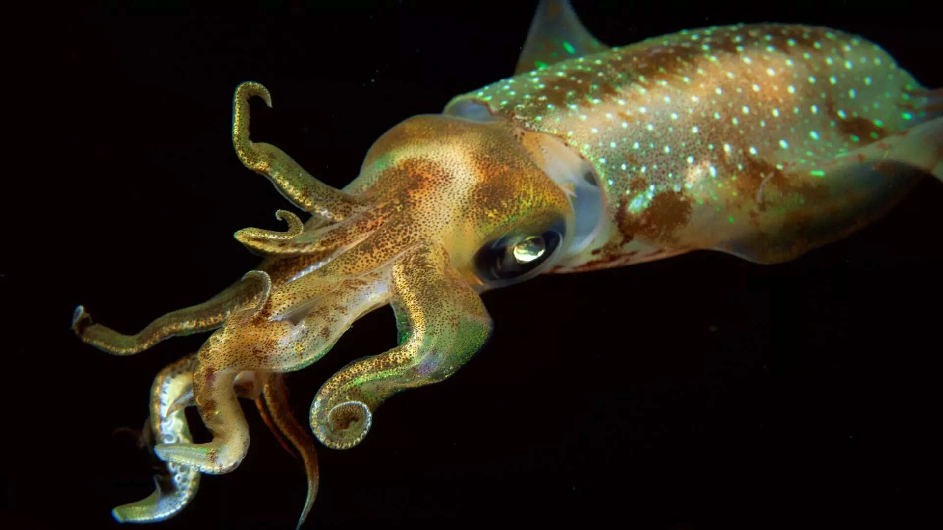 One heart? Not enough! Meet 5 animals that go beyond