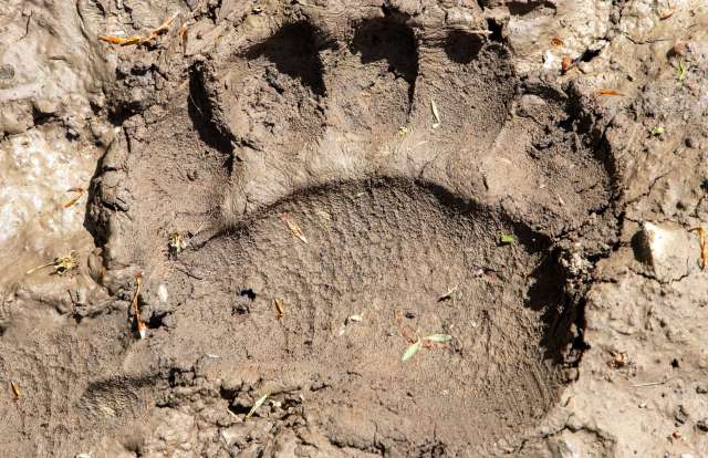 Experts issue warning after observing concerning change in bear ...