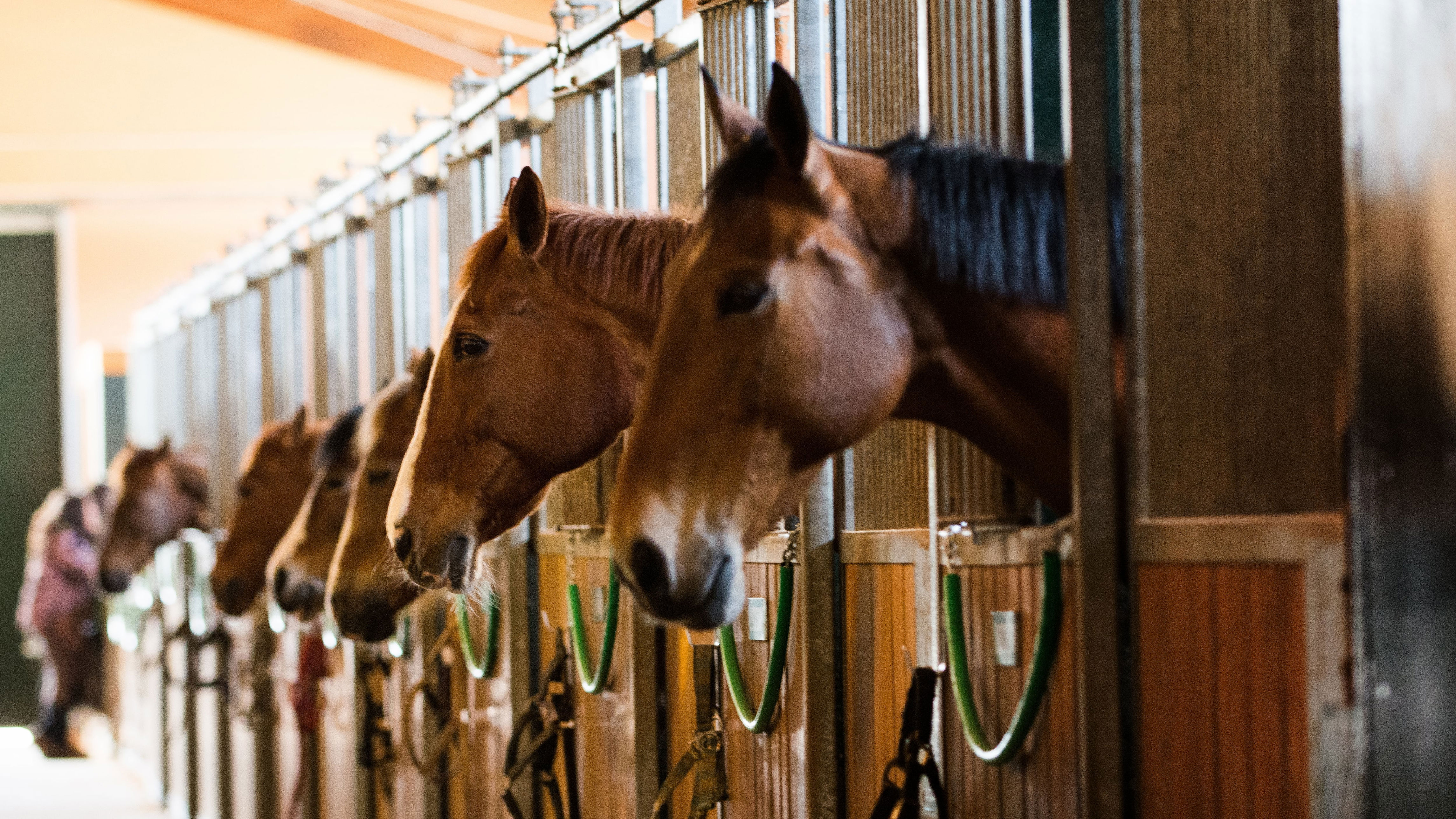 New study reveals horses can smell human feelings