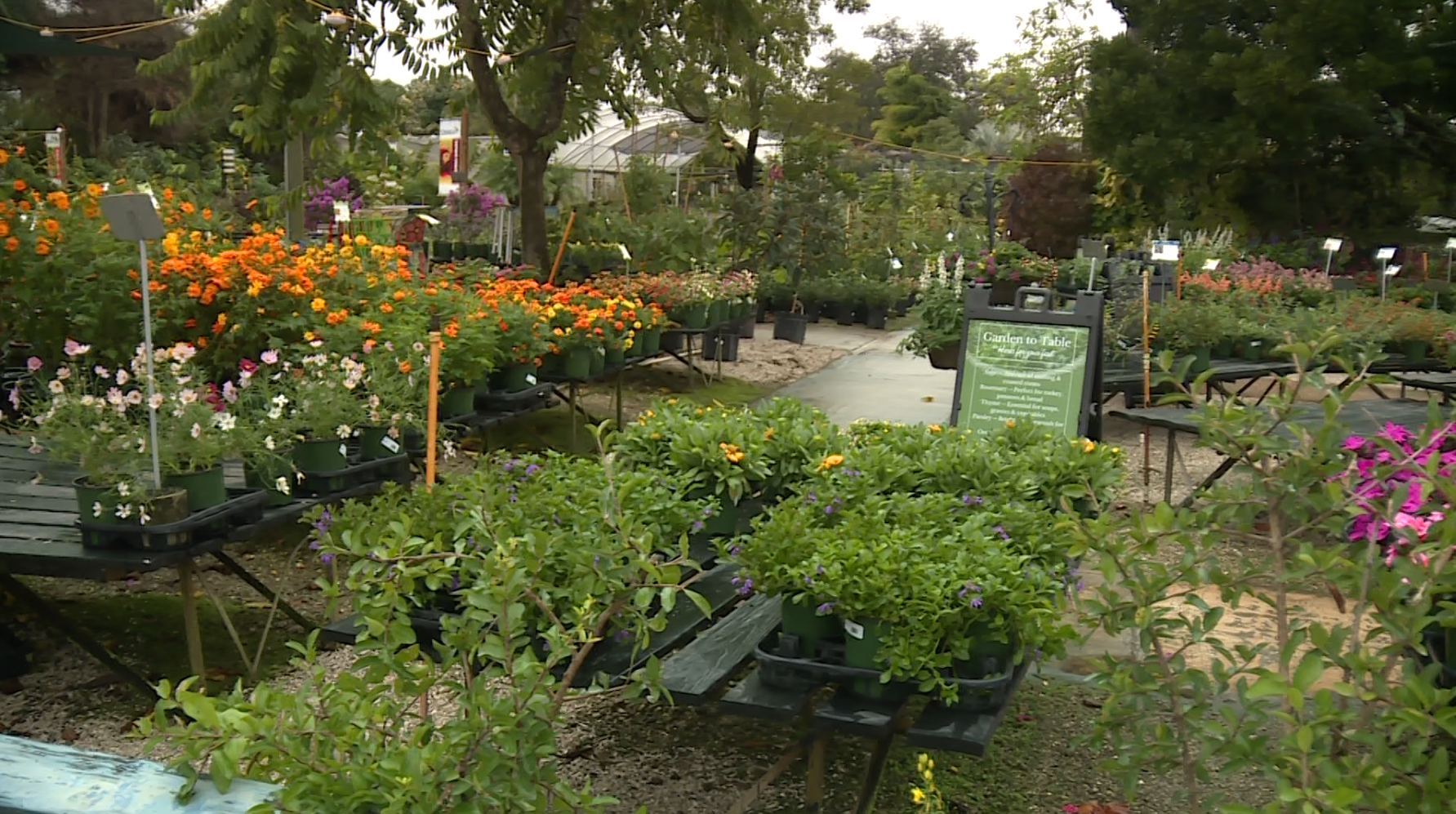 Cold weather, warm protection: Preparing your plants for the cold snap