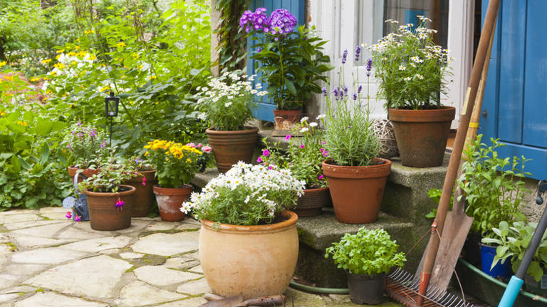 The best time to repot outdoor plants for optimal growth