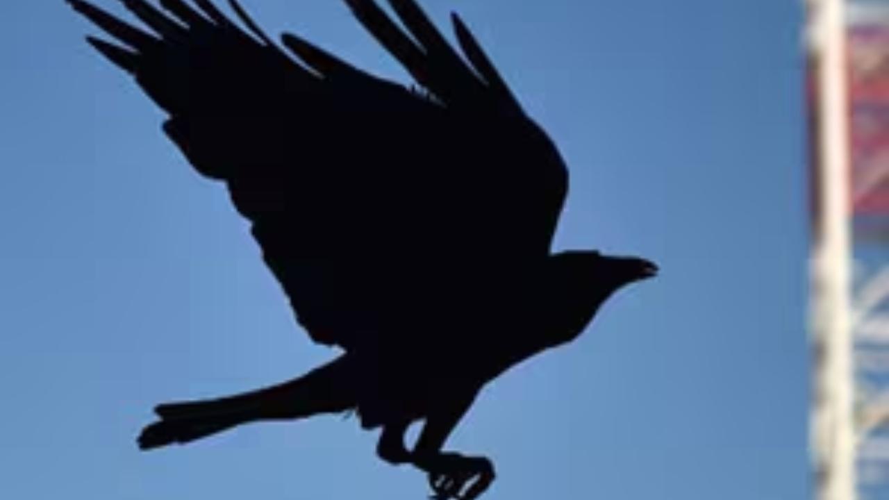 Firefighter dies while rescuing crow from high-tension wire in Bhiwandi