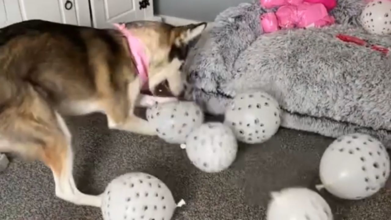 Lovely dog enjoys her lively second birthday by popping balloons one by one