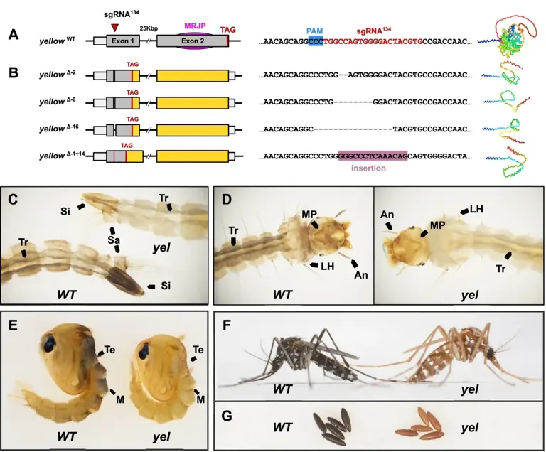 Color-coded mosquitoes safely enables male-only releases to combat ...