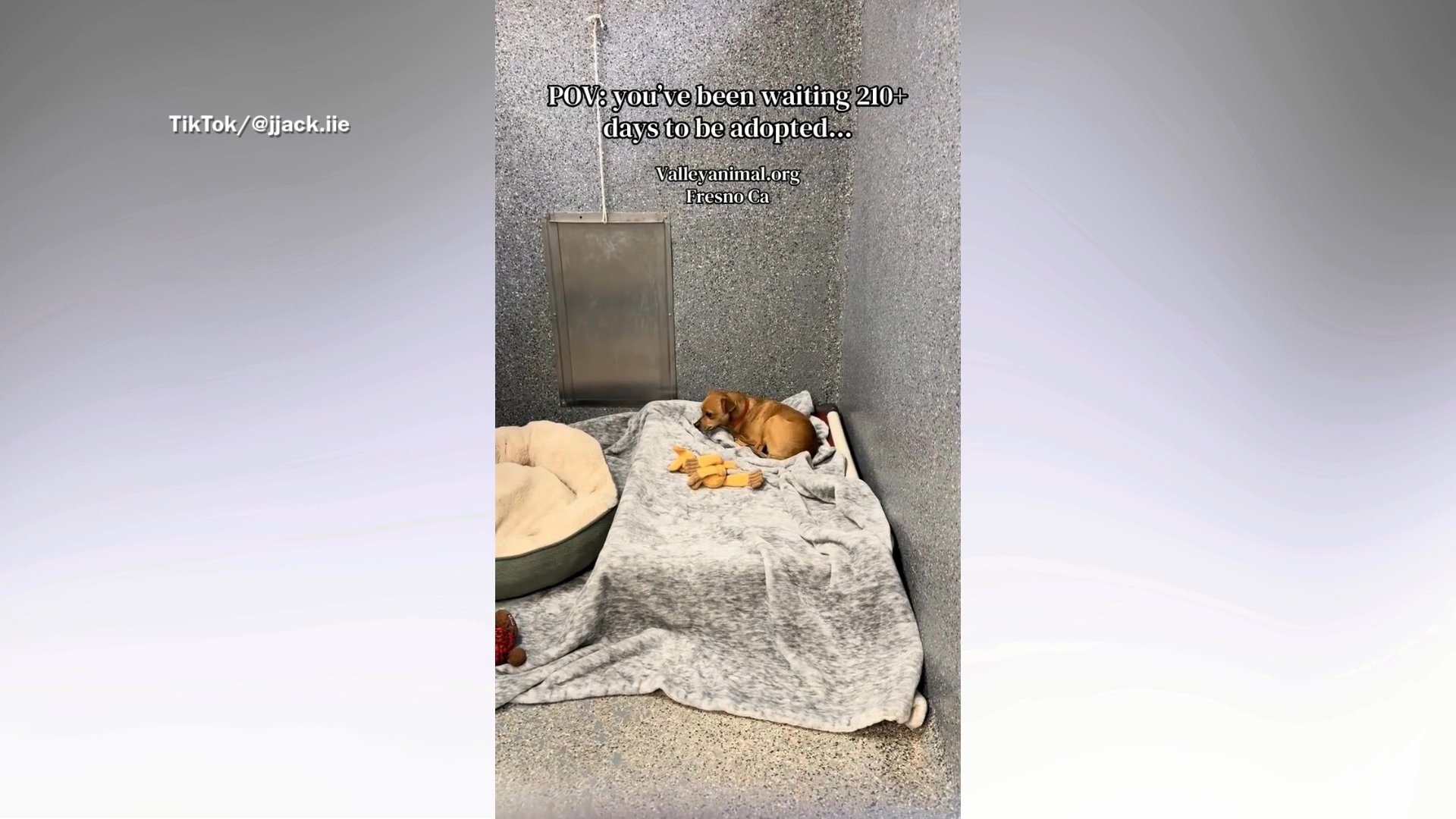 Tears as chihuahua in shelter for 210 days watches siblings 'all chosen'