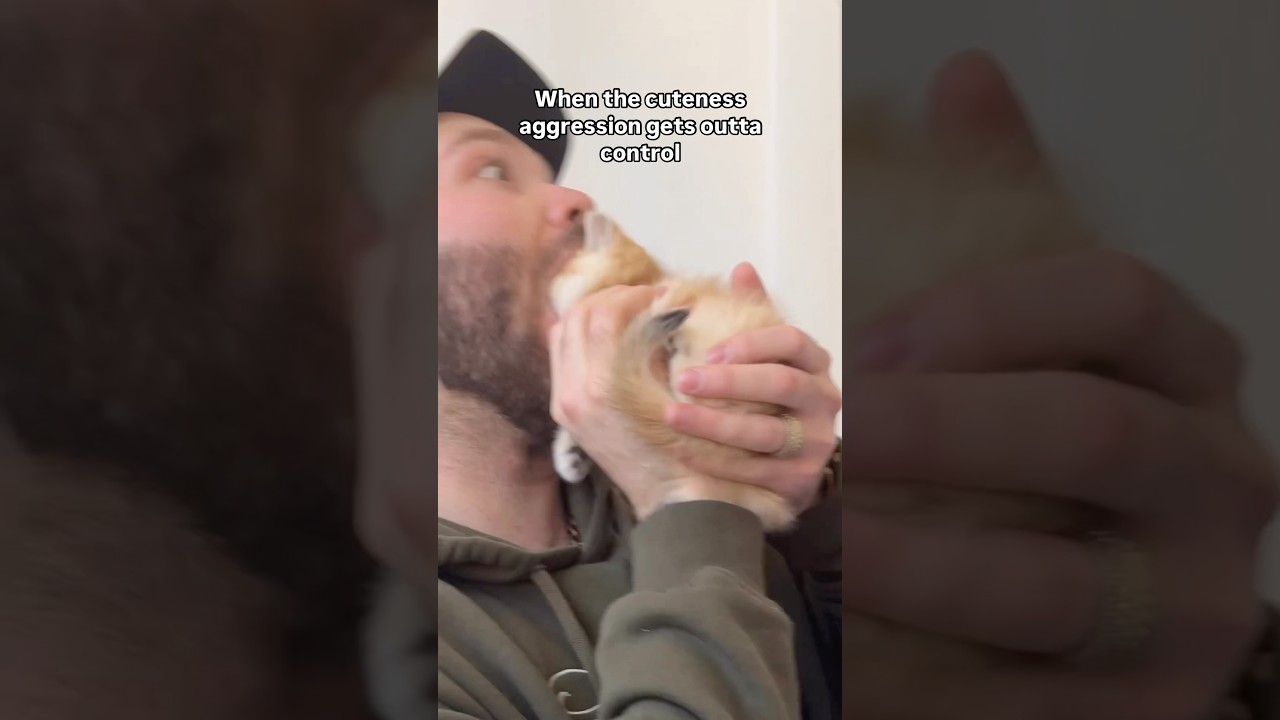 When your cat is so cute you could eat it