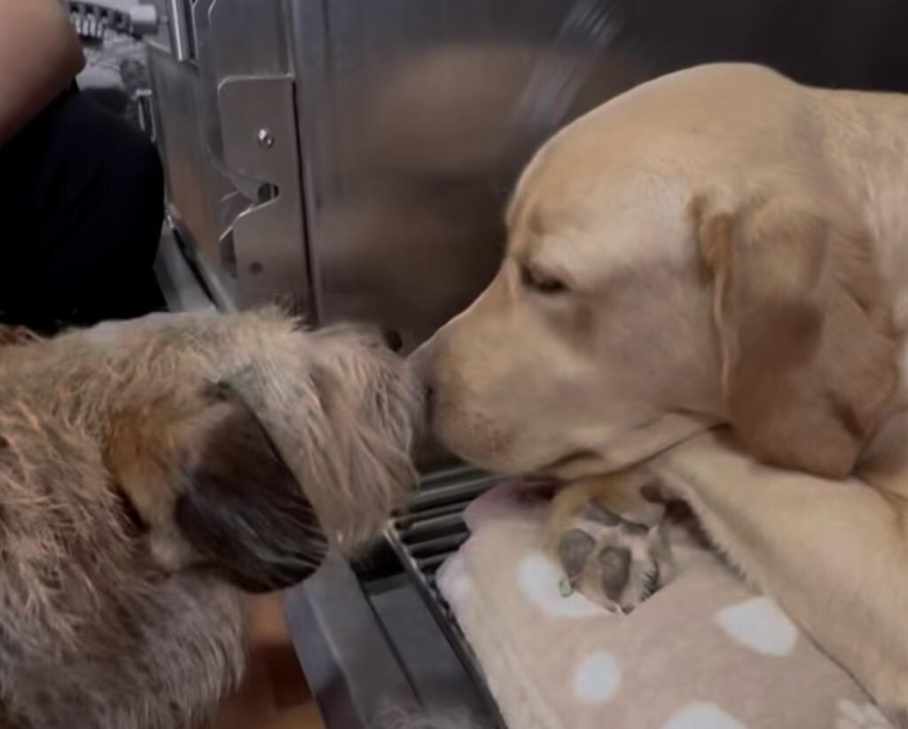 Dogo, el perrito abandonado y rescatado que terminó trabajando en apoyo ...