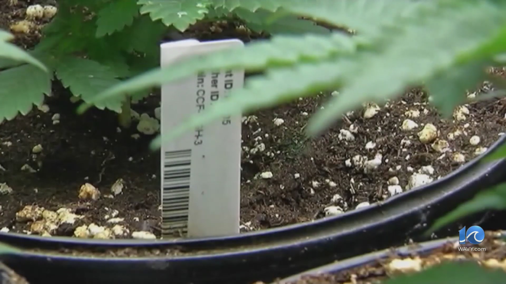 Virginia Beach prepares for potential recreational marijuana industry ...