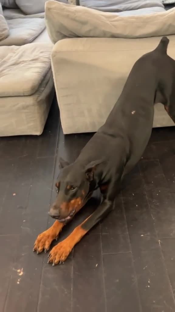 Male vs. female Dobermans real-life temperament differences