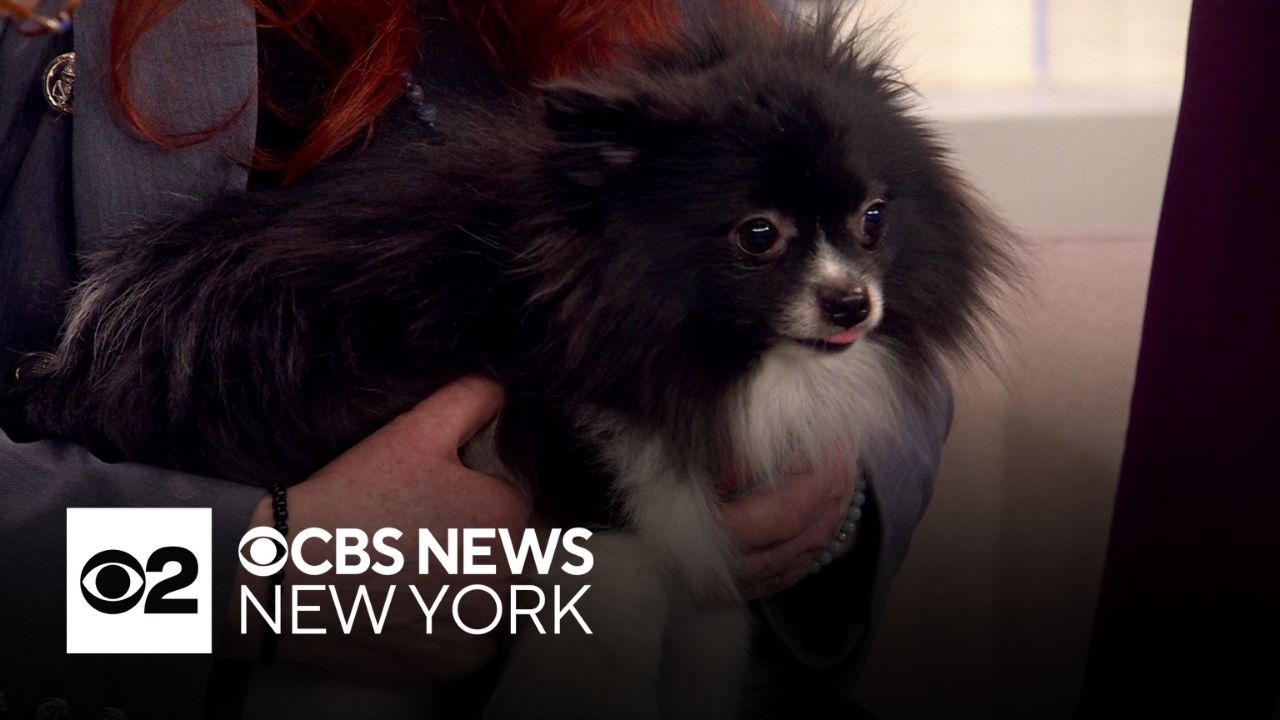 Furry friend finder: Panda