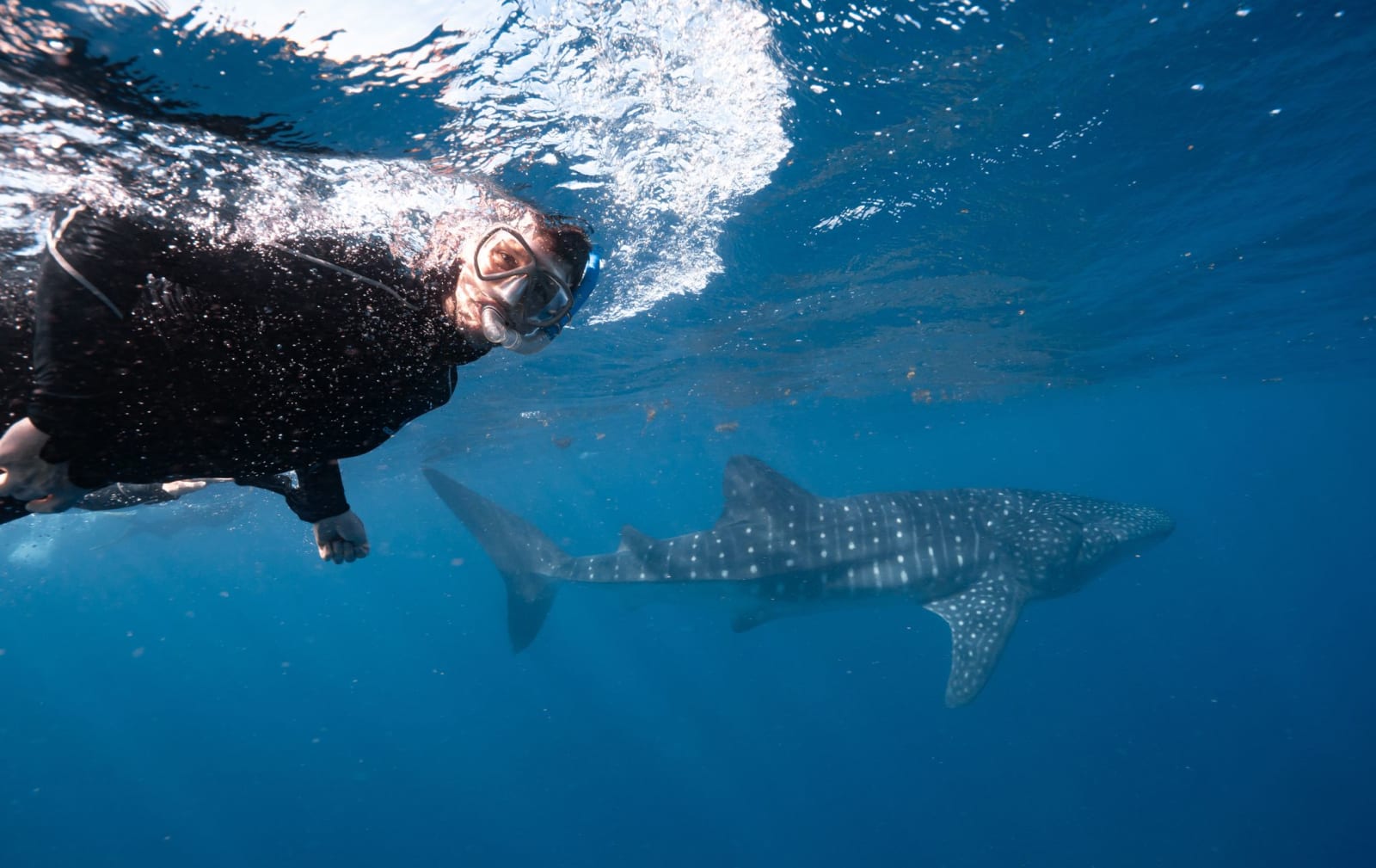 Swimming with the world's largest fish, the whale sharks of Australia