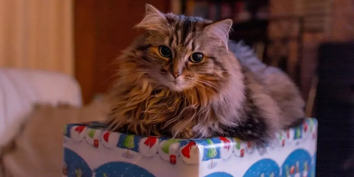 Tierheim Villach: „Heuer können wir tatsächlich von Glück sprechen“