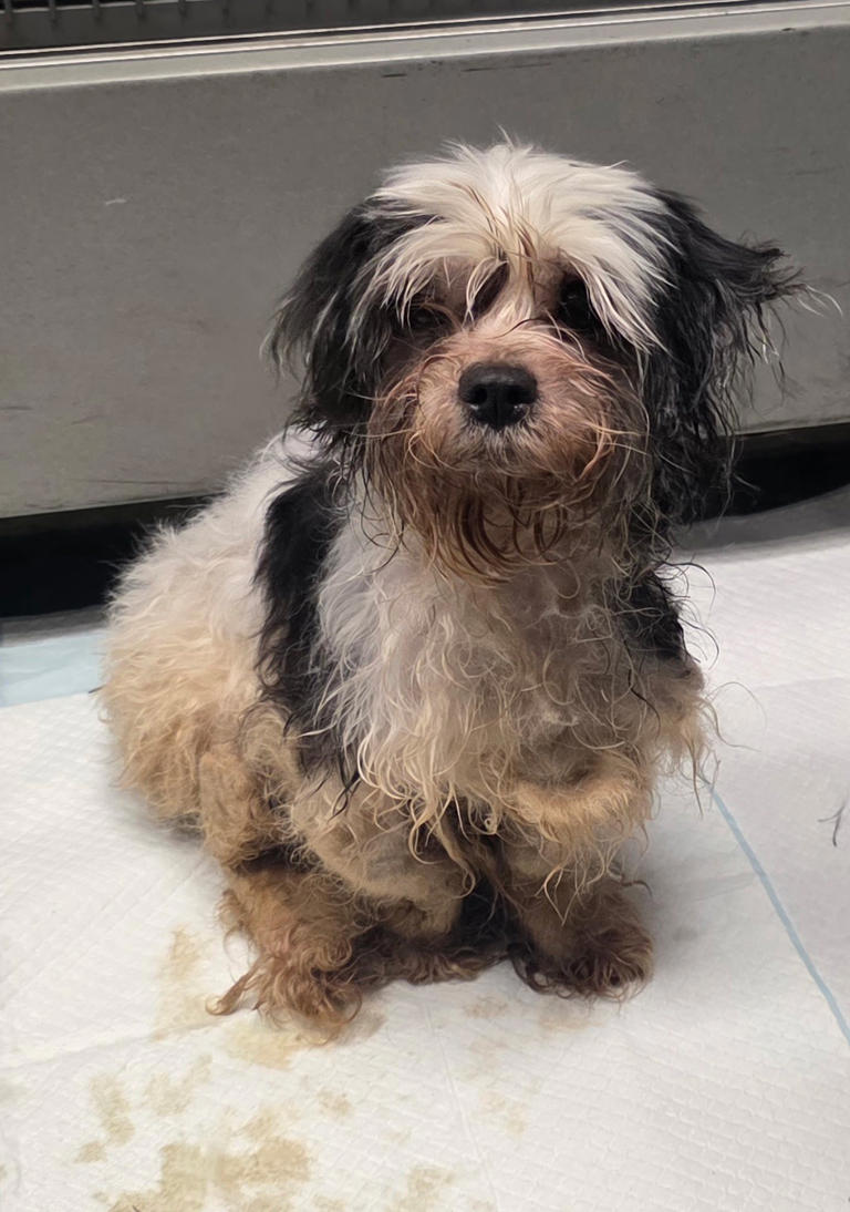 'My family is back together again.' How a Waterbury woman reunited with ...