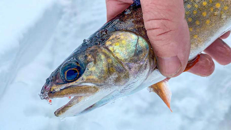 When walleyes won’t bite, trout will