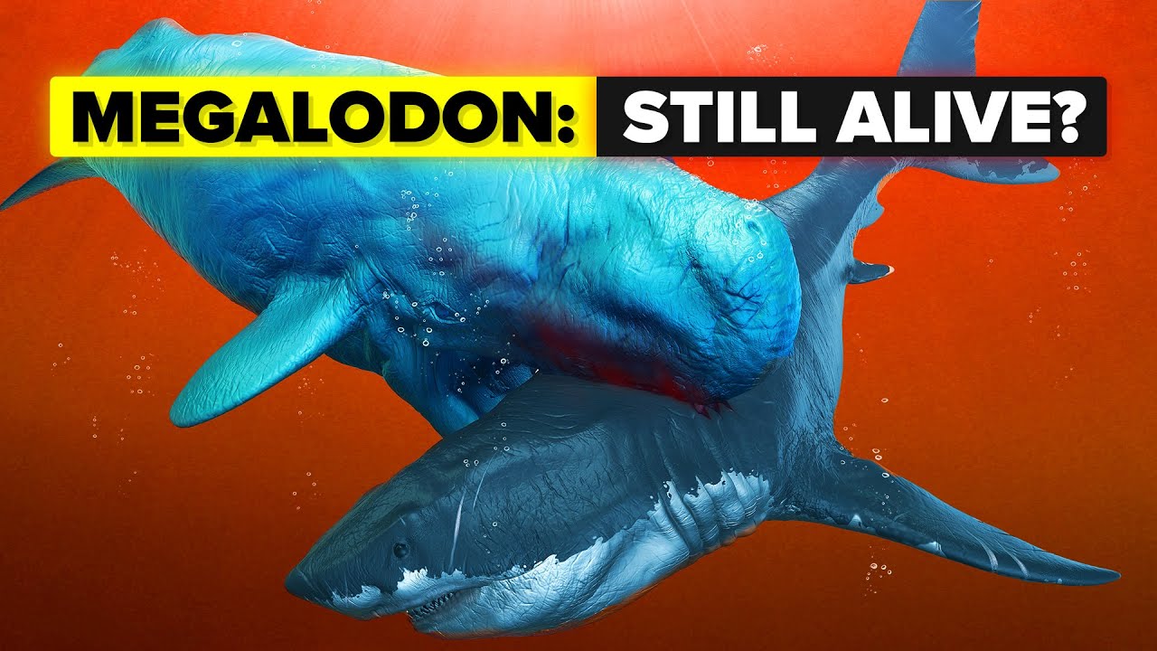 Does the megalodon shark still live?
