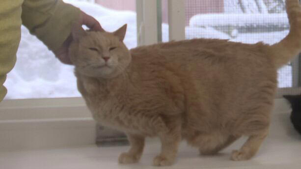 Lewis Co. shelter overwhelmed after taking in 17 cats