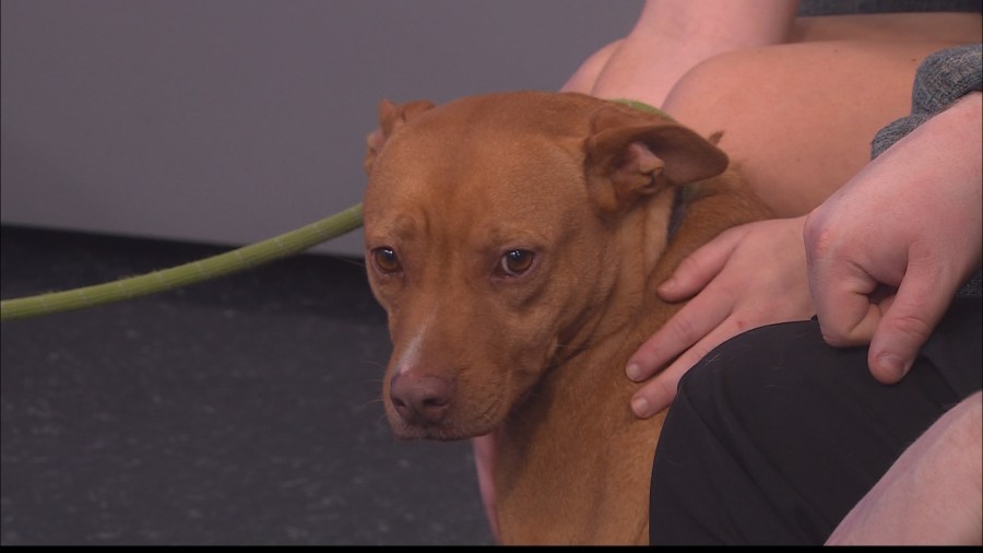 KLBK’s pet of the day is Dr. Ellie Sattler (1/15/26)