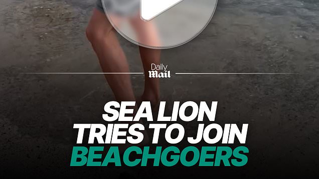 Curious sea lion tries to join beachgoers