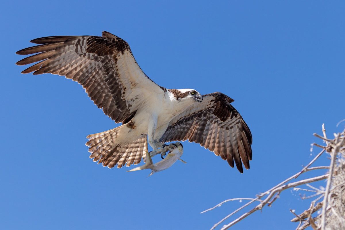 6 birds that look like bald eagles