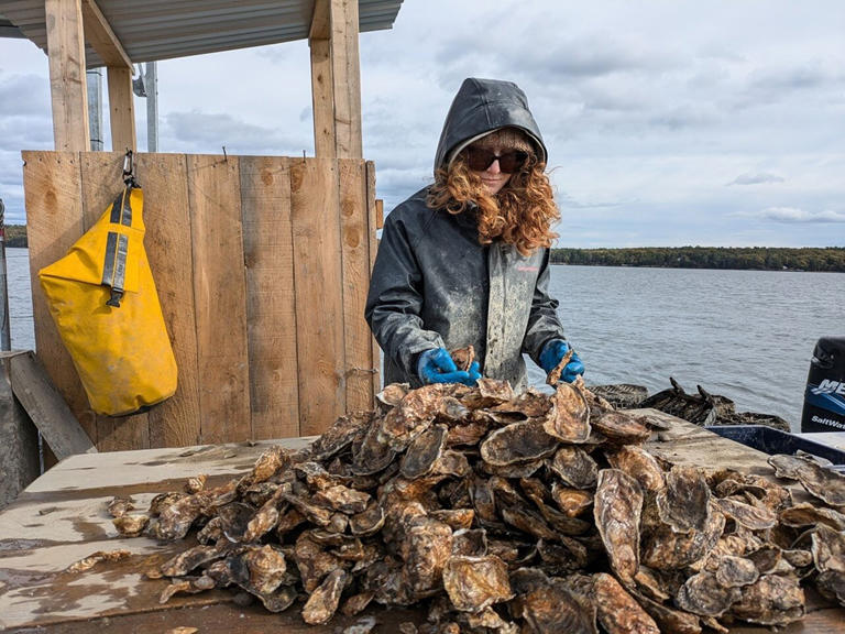 NASA data helps Maine oyster farmers choose where to grow