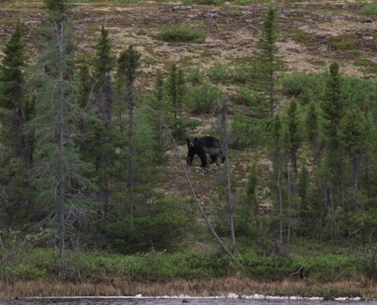 With bear encounters declining in the BWCAW, officials extend food ...