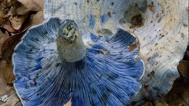 Bill filed to designate Kentucky’s official state mushroom