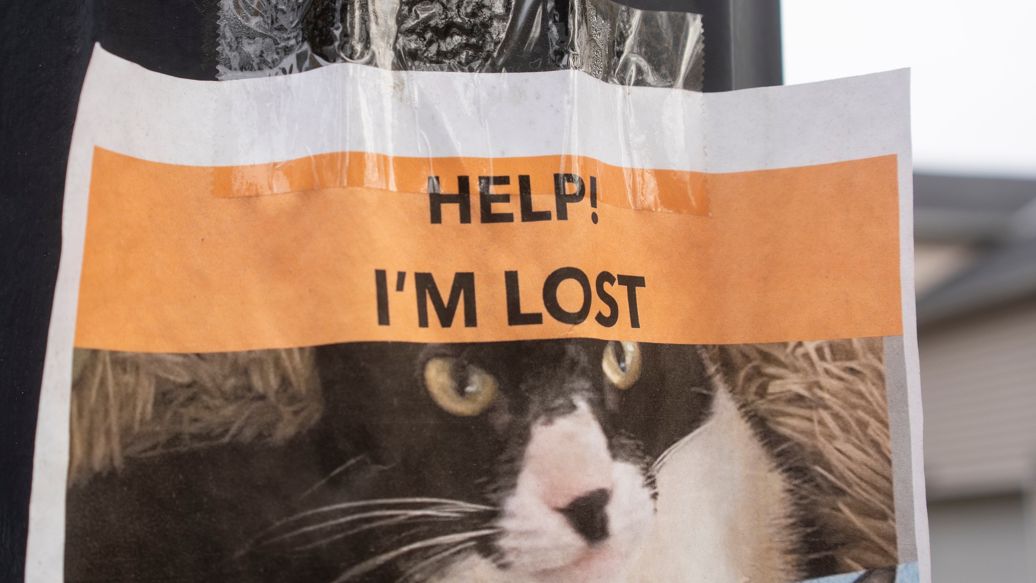 Where’s Tazzie Lee? Woman, police search for cat missing at JFK Airport