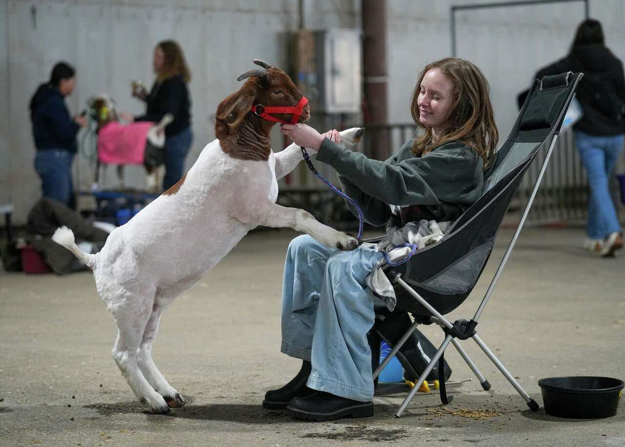 Photos: From cattle to rabbits, Travis County Youth Show returns to Austin